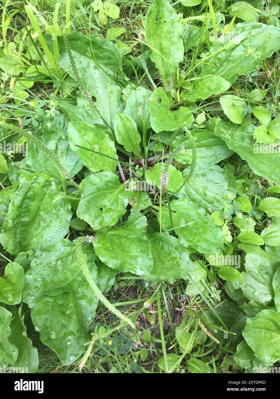 American plantain (Plantago rugelii) Plantae Stock Photo - Alamy