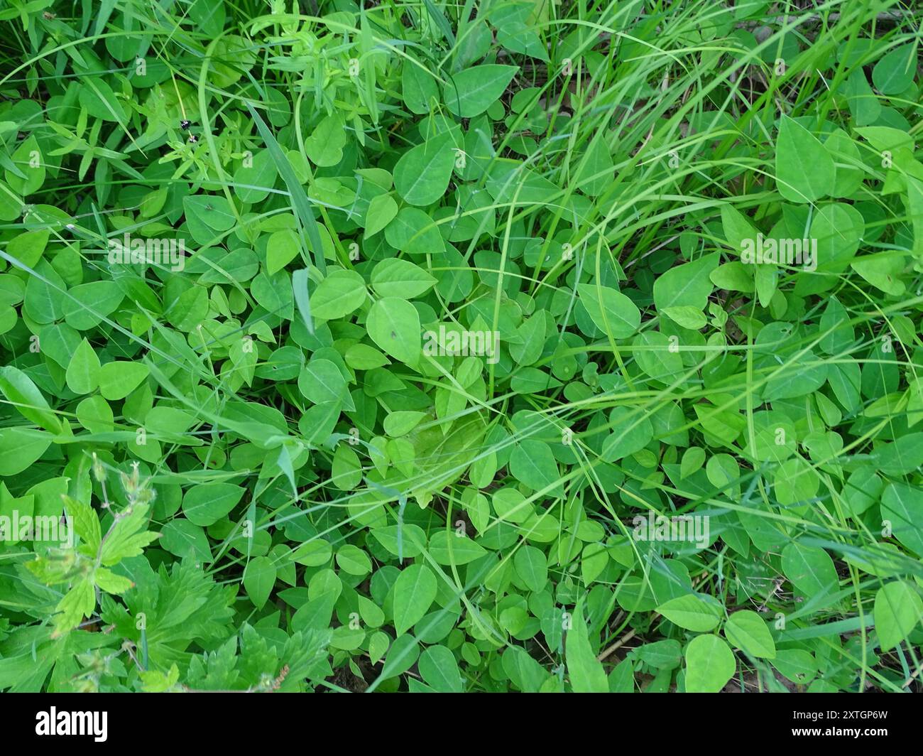 American hog-peanut (Amphicarpaea bracteata) Plantae Stock Photo - Alamy