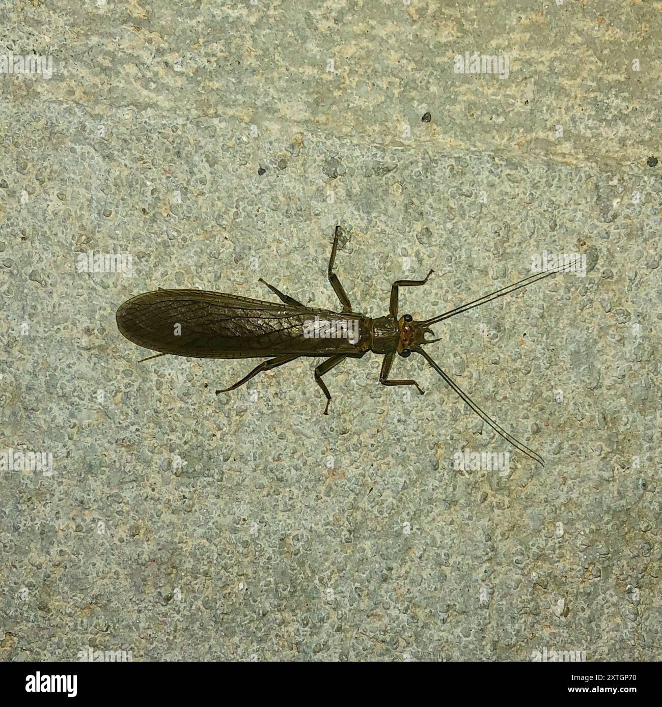 Common Stoneflies (Perlidae) Insecta Stock Photo - Alamy