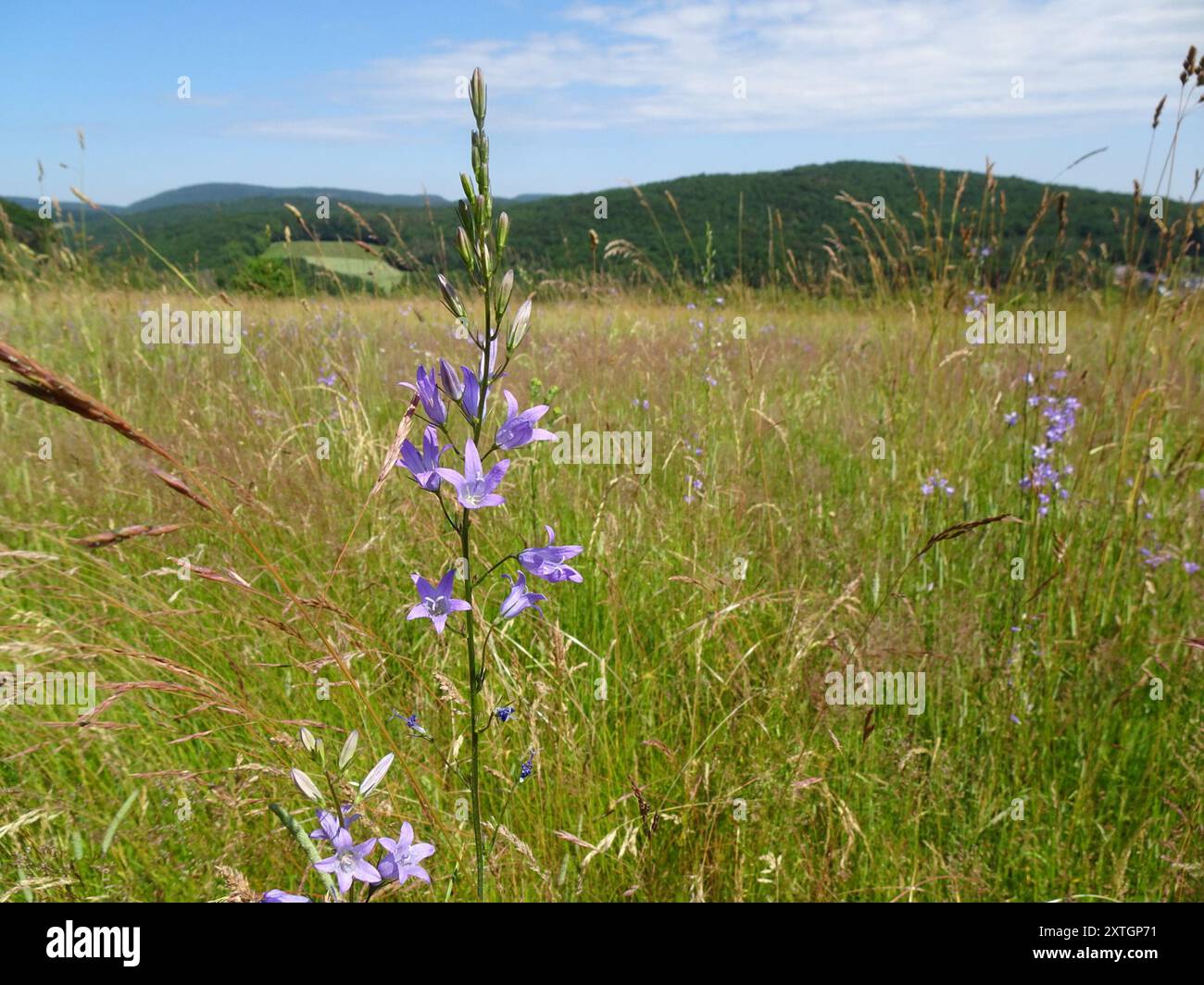 Rampion (Campanula rapunculus) Plantae Stock Photo - Alamy