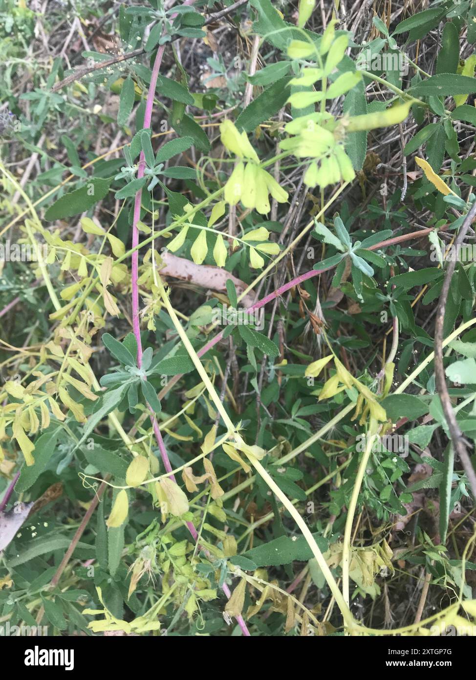 Vetches (Vicia) Plantae Stock Photo - Alamy