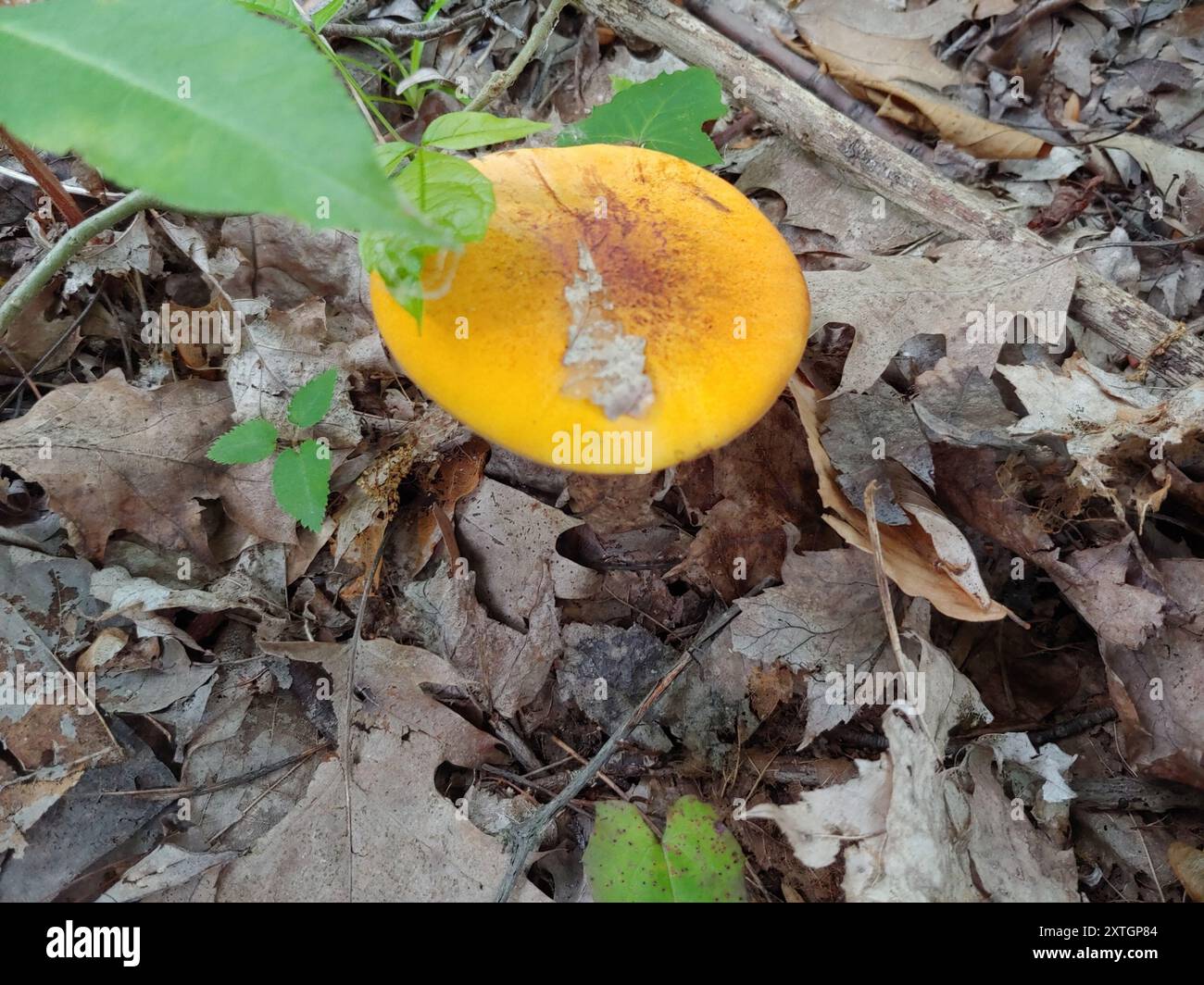 Red-mouth Bolete (Neoboletus subvelutipes) Fungi Stock Photo - Alamy