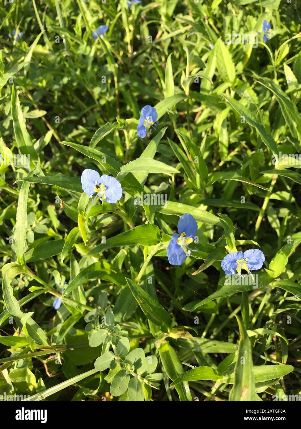 whitemouth dayflower (Commelina erecta) Plantae Stock Photo - Alamy