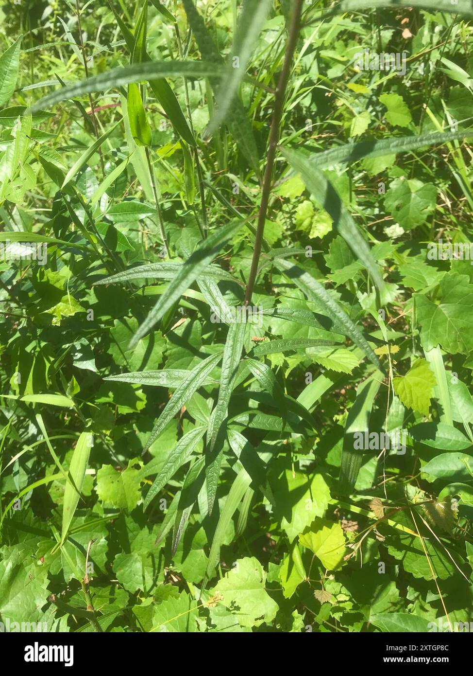 eastern false boneset (Brickellia eupatorioides eupatorioides) Plantae ...