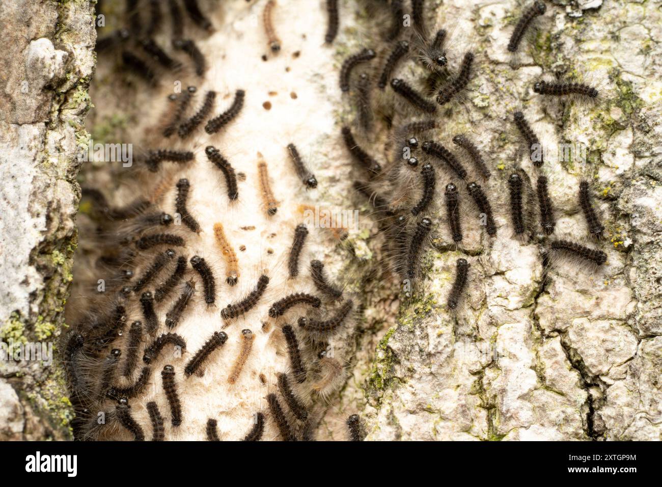 Spongy Moth (Lymantria dispar) Insecta Stock Photo - Alamy