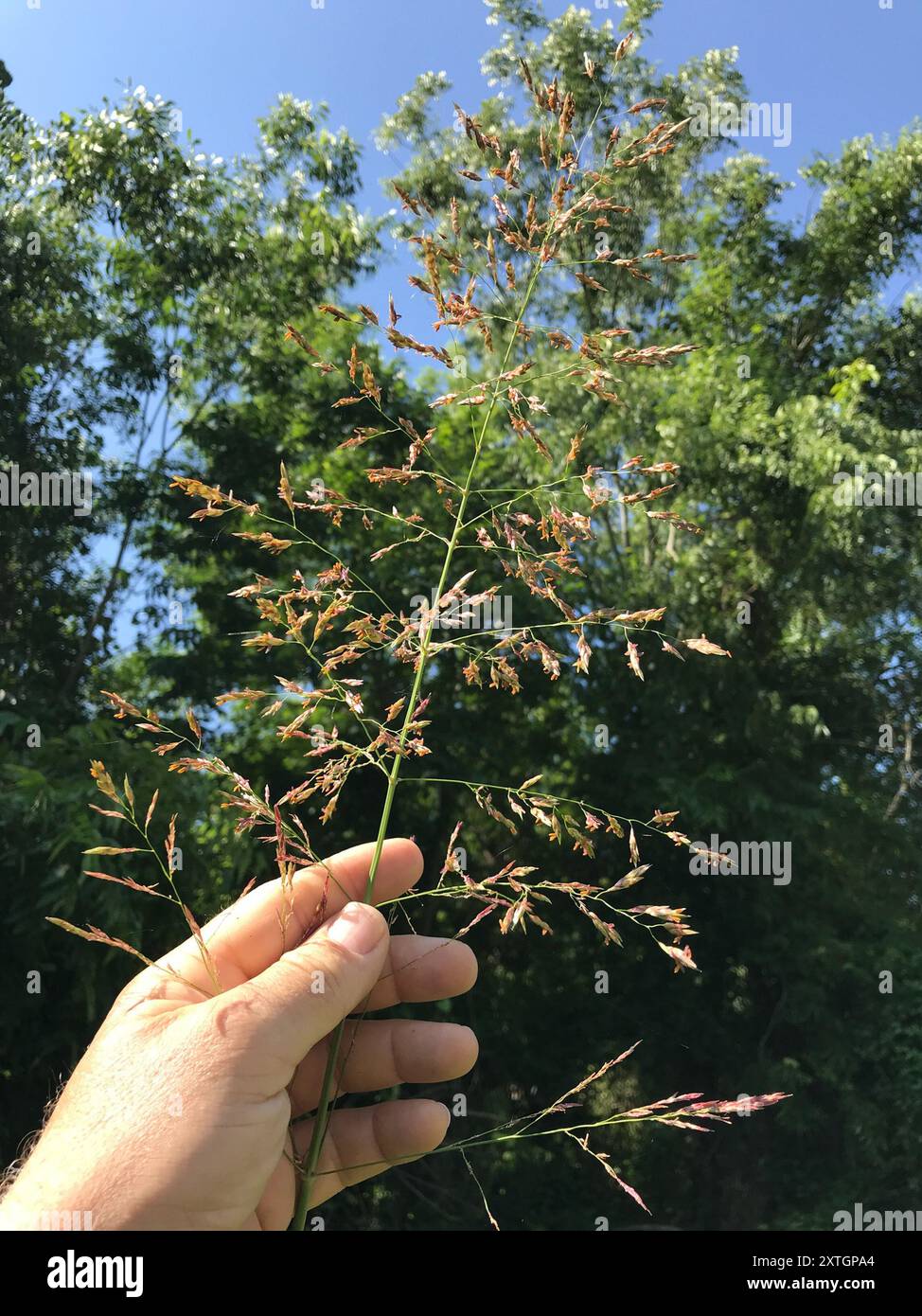Johnson grass (Sorghum halepense) Plantae Stock Photo - Alamy