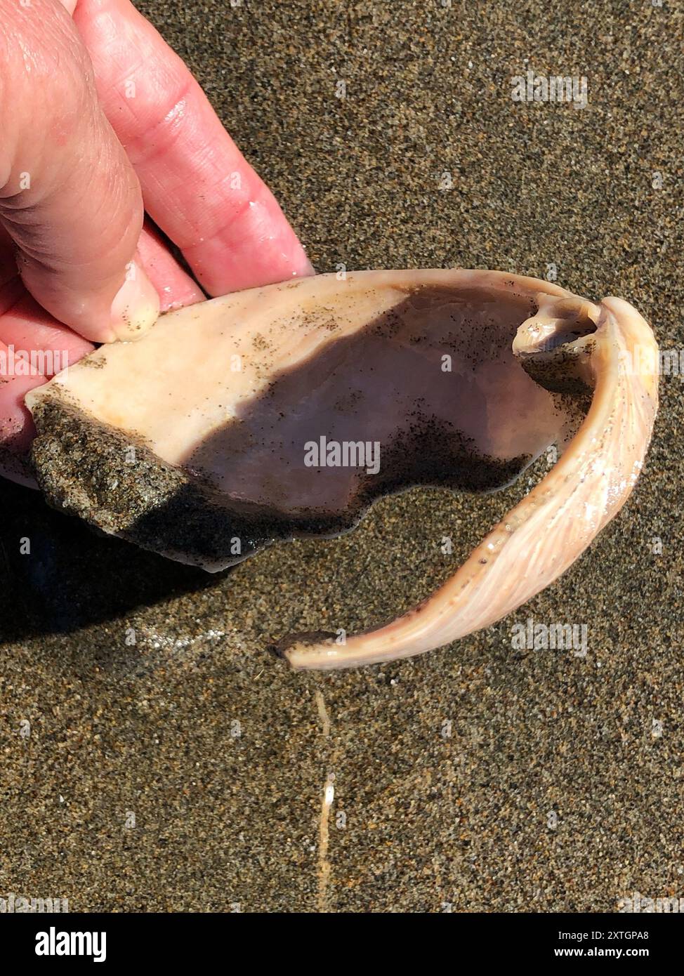 Trough Shells (Mactridae) Mollusca Stock Photo - Alamy