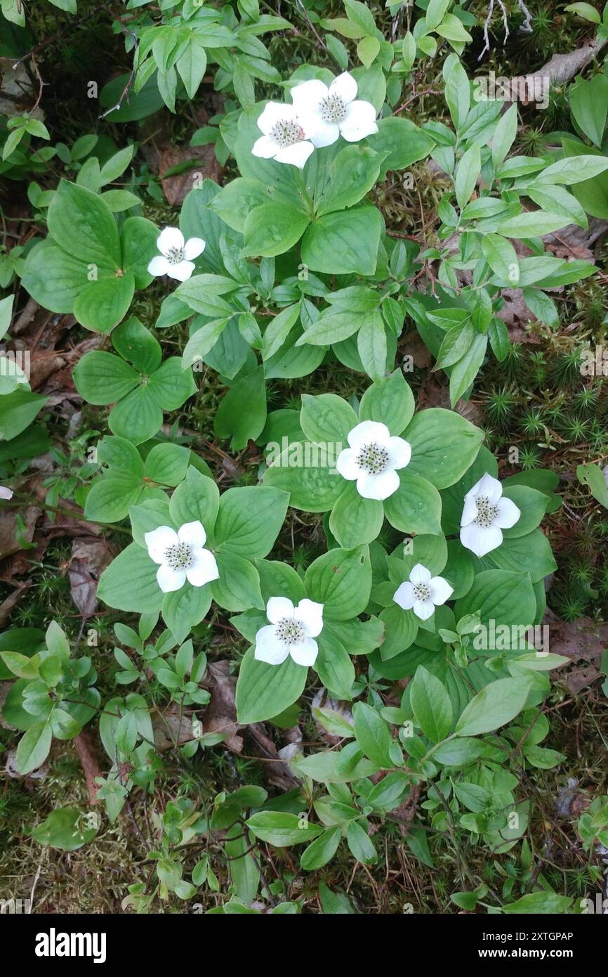 Canadian bunchberry (Cornus canadensis) Plantae Stock Photo - Alamy