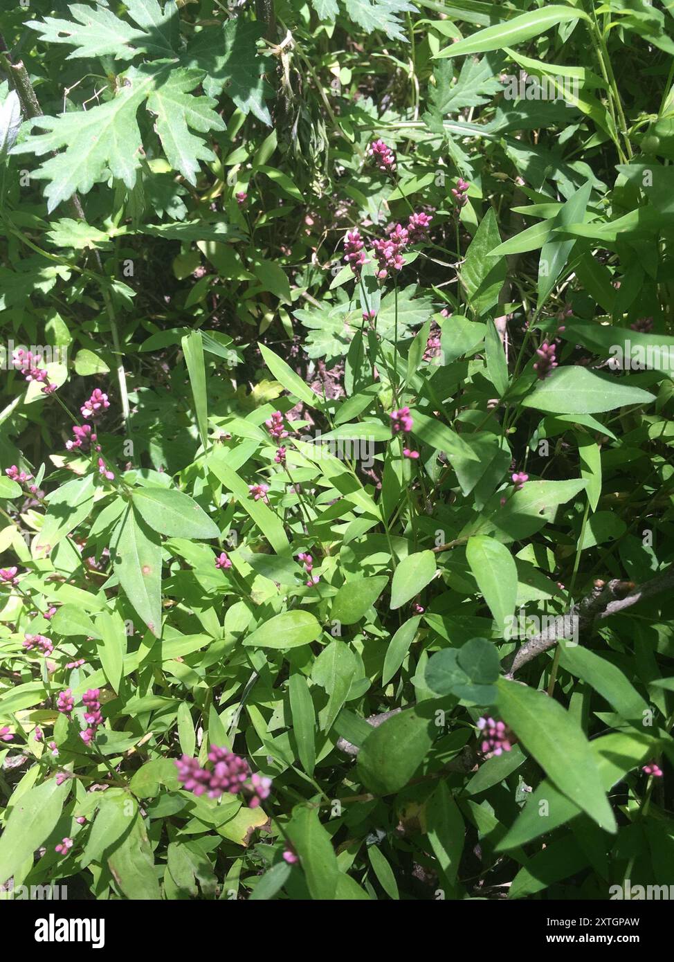 low smartweed (Persicaria longiseta) Plantae Stock Photo - Alamy