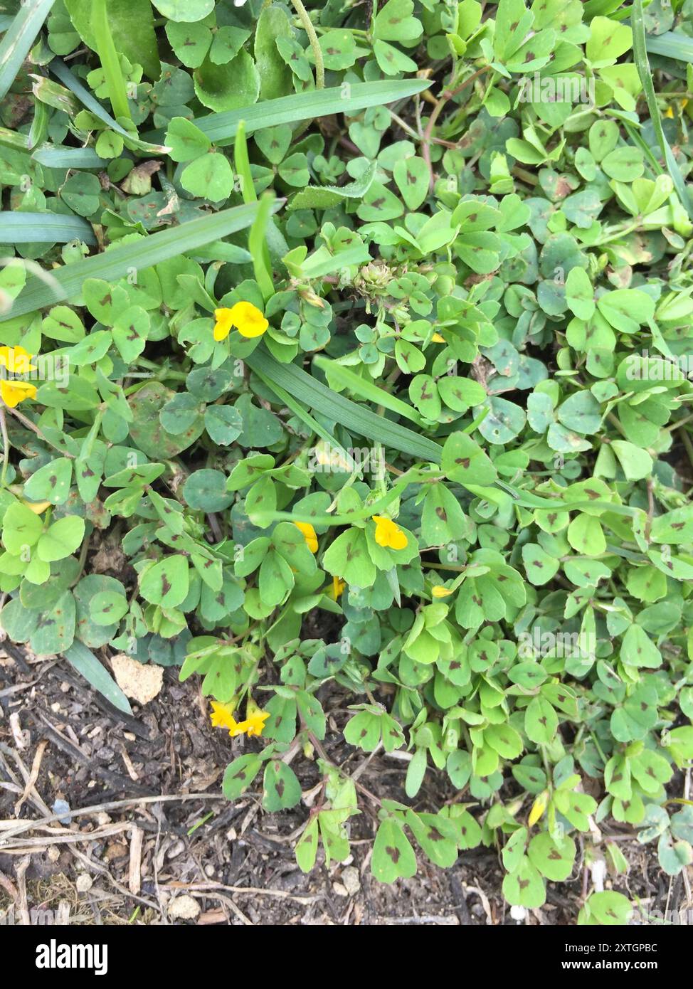Spotted medick (Medicago arabica) Plantae Stock Photo - Alamy