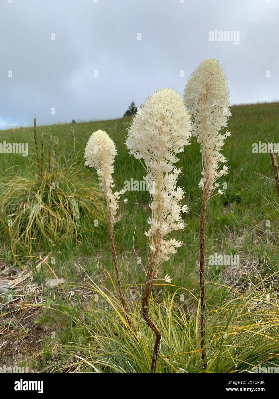 common beargrass (Xerophyllum tenax) Plantae Stock Photo - Alamy