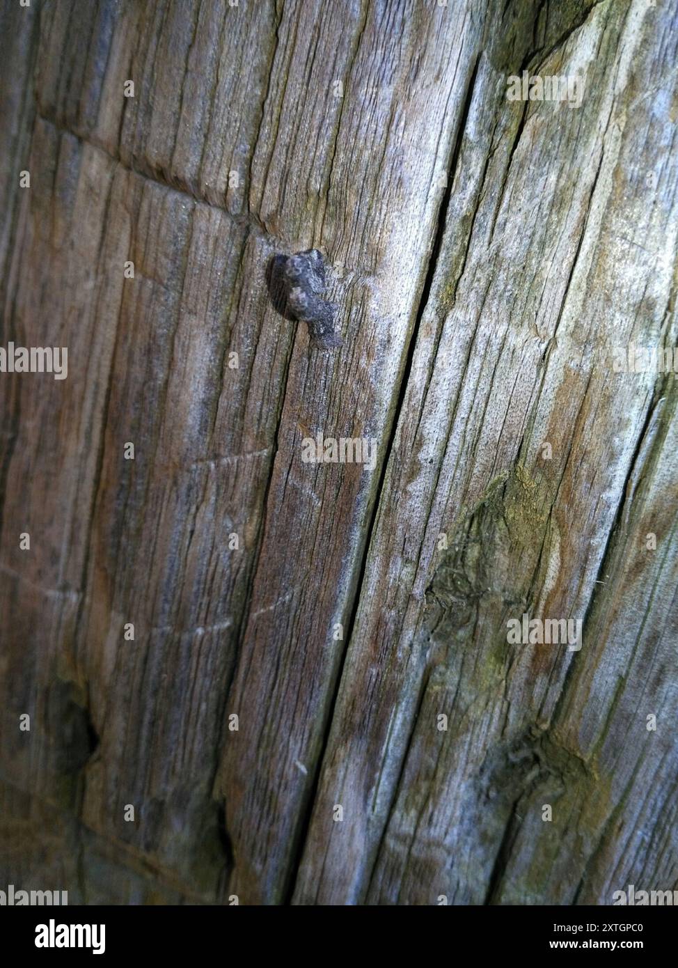 Geometer Moths (Geometridae) Insecta Stock Photo - Alamy