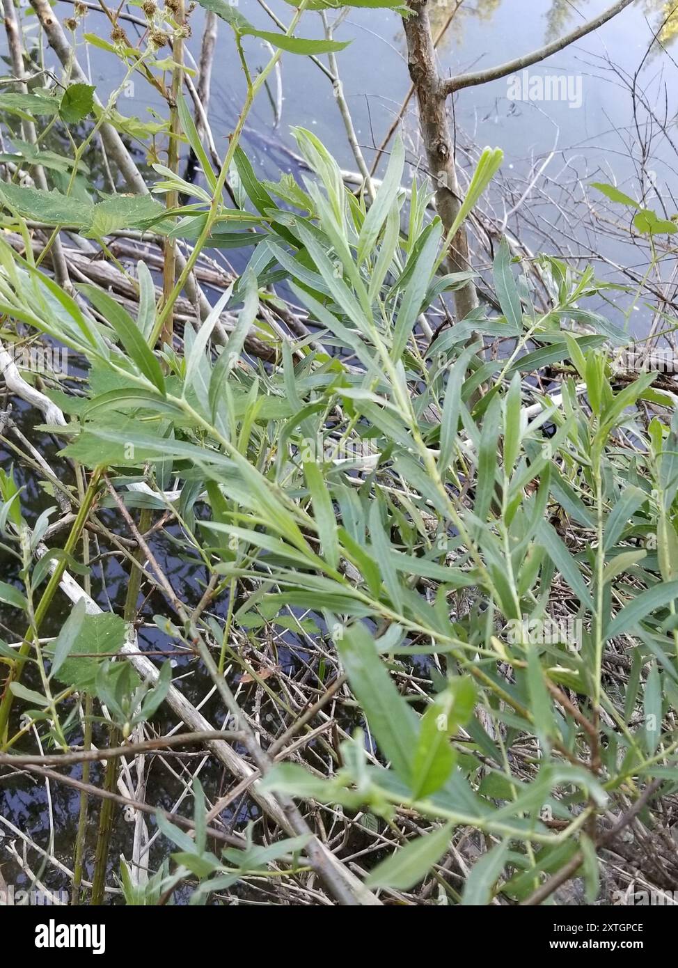Narrowleaf Willow (Salix exigua) Plantae Stock Photo - Alamy