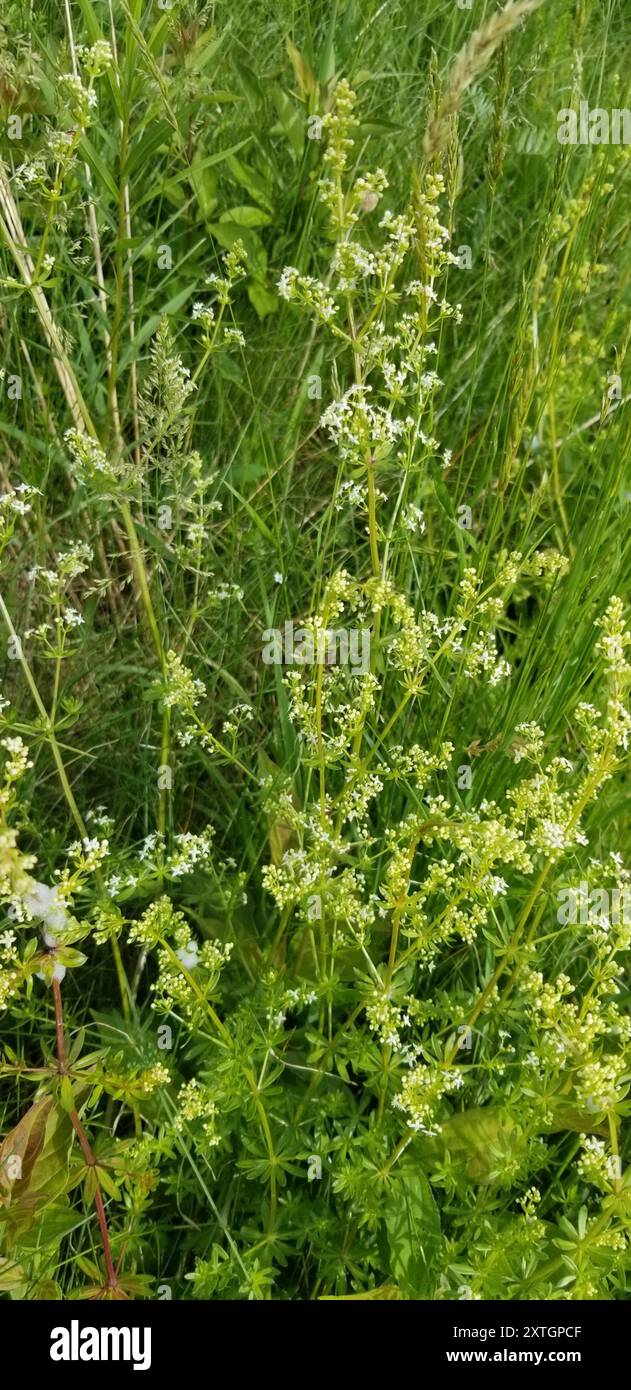 white bedstraw (Galium album) Plantae Stock Photo - Alamy