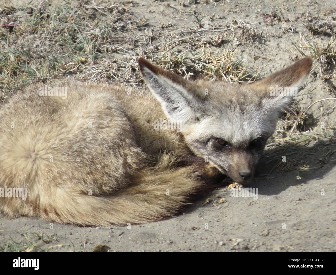 Eastern Bat-eared Fox (Otocyon megalotis virgatus) Mammalia Stock Photo ...