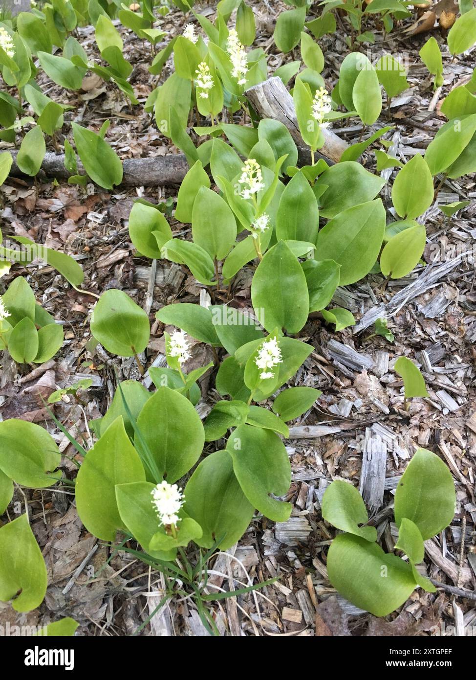 Canada mayflower (Maianthemum canadense) Plantae Stock Photo - Alamy