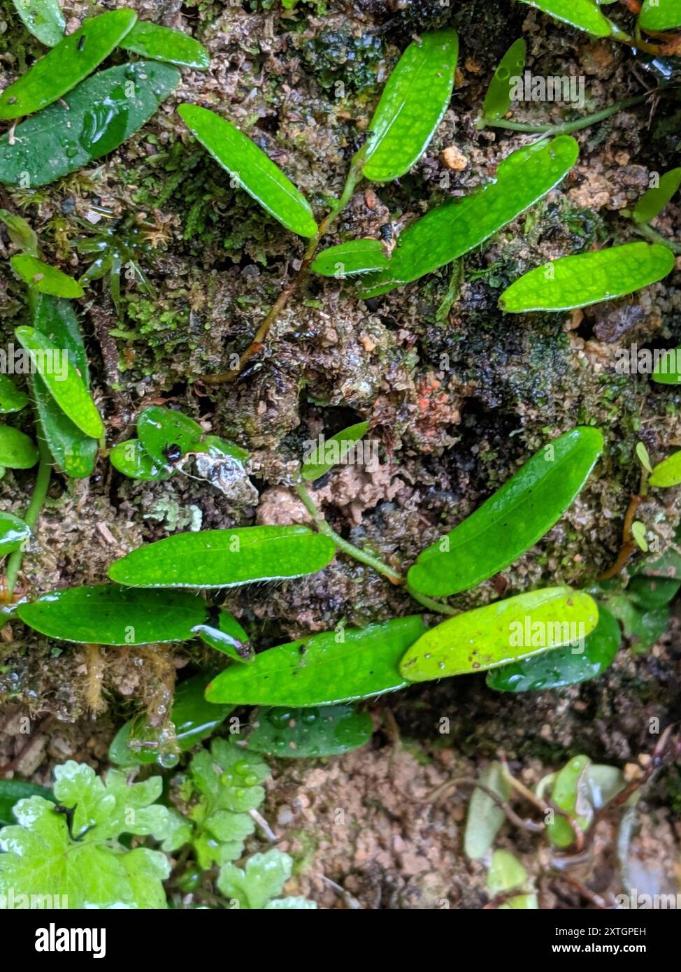 vascular plants (Tracheophyta) Plantae Stock Photo - Alamy