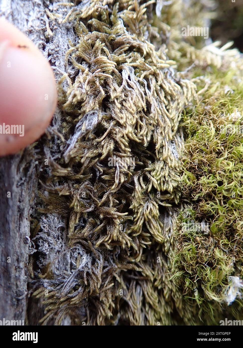 joint-toothed mosses (Bryopsida) Plantae Stock Photo - Alamy