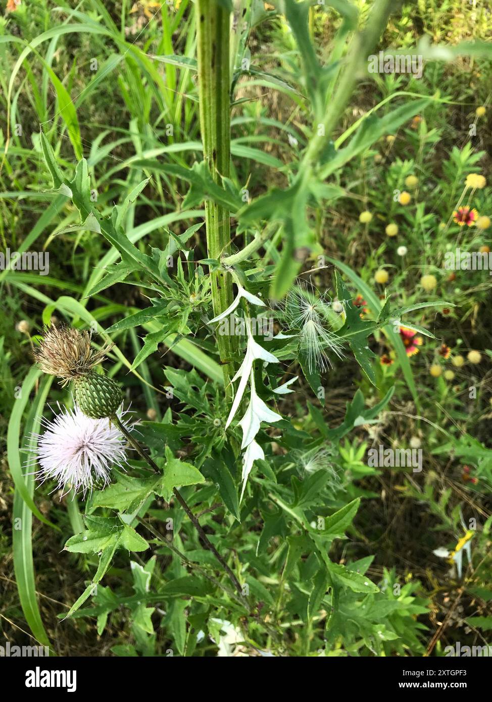 Texas Thistle (Cirsium texanum) Plantae Stock Photo - Alamy