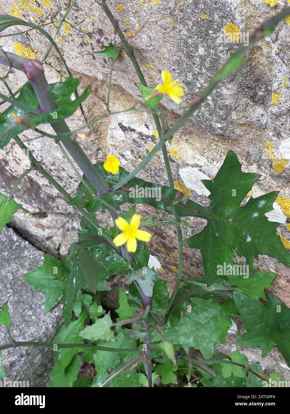 Wall Lettuce (Mycelis muralis) Plantae Stock Photo - Alamy