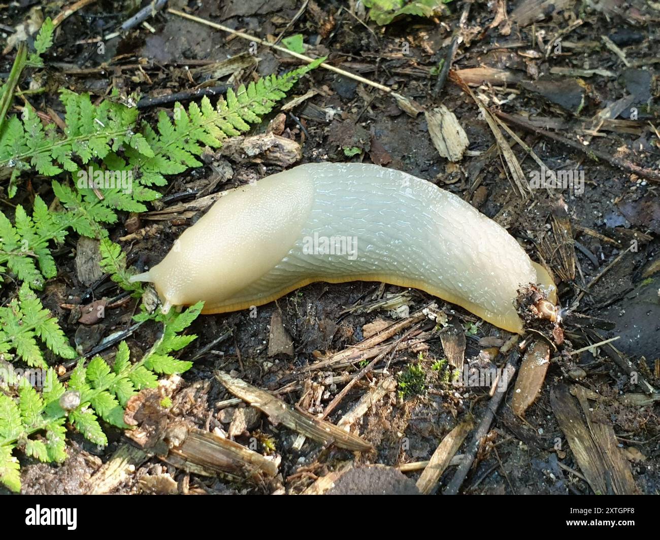Arion Slugs (Arion) Mollusca Stock Photo - Alamy