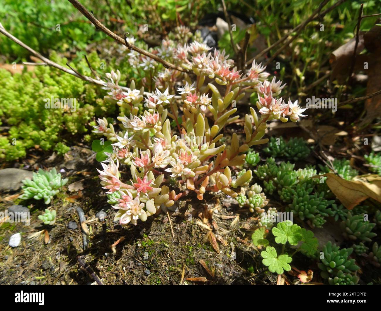 Spanish Stonecrop (Sedum hispanicum) Plantae Stock Photo - Alamy