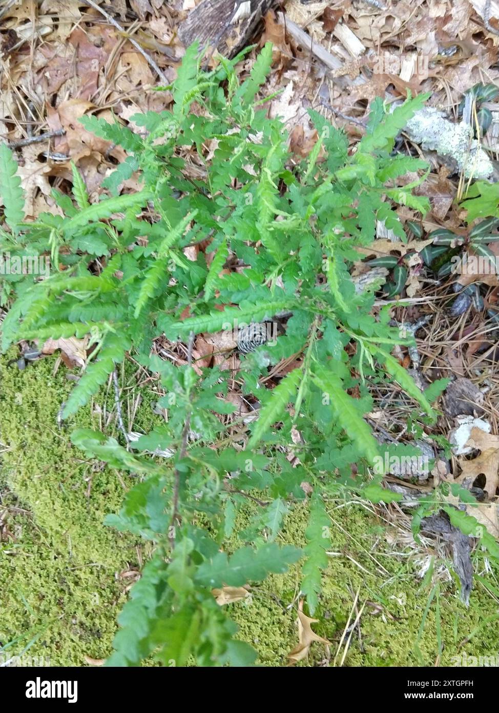 sweetfern (Comptonia peregrina) Plantae Stock Photo - Alamy