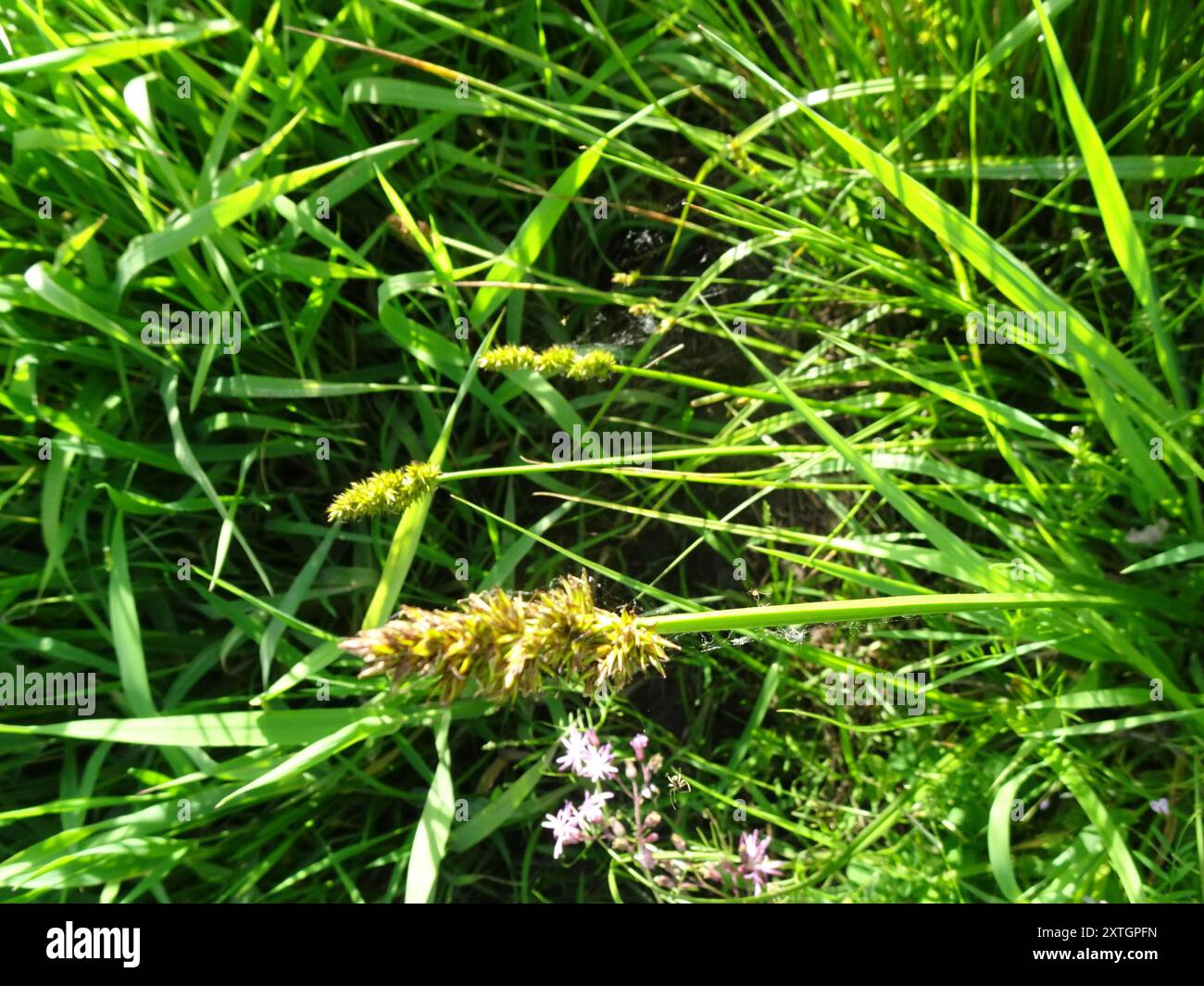 False Fox-sedge (Carex otrubae) Plantae Stock Photo - Alamy