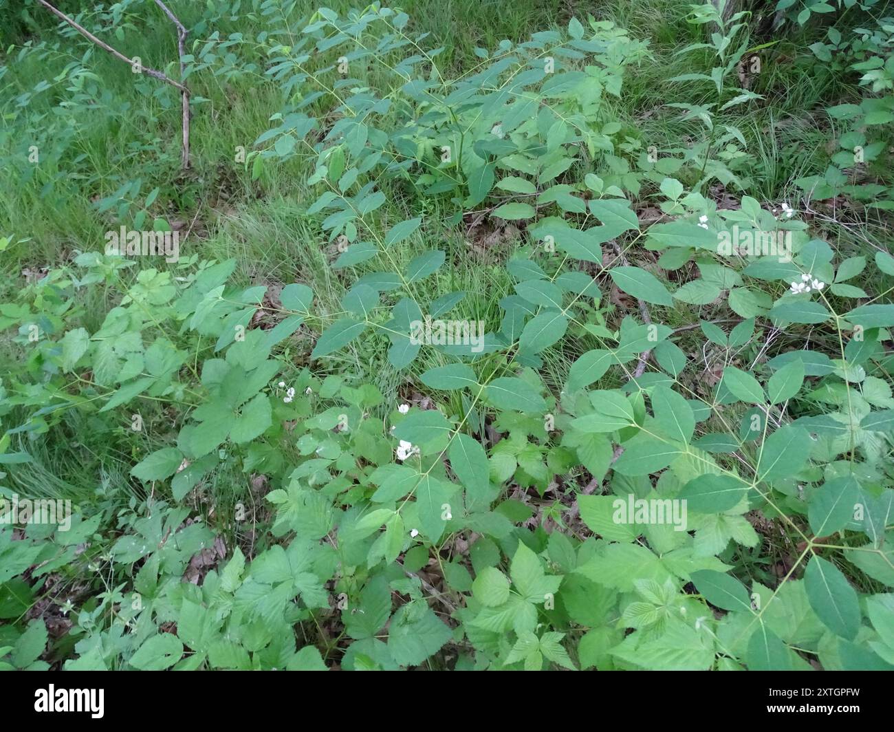 spreading dogbane (Apocynum androsaemifolium) Plantae Stock Photo - Alamy