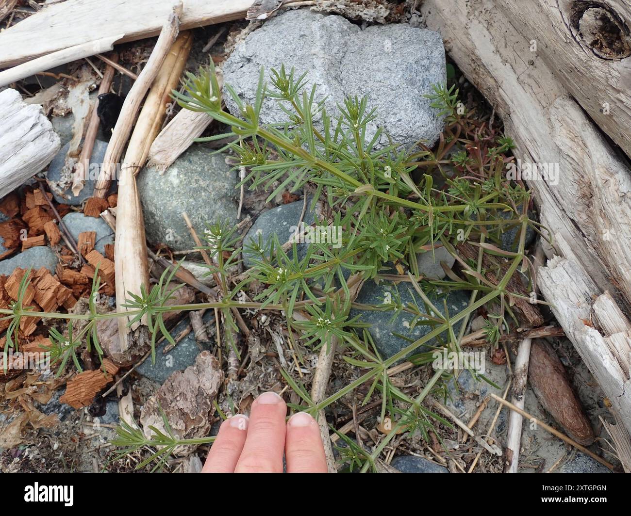 catchweed bedstraw (Galium aparine) Plantae Stock Photo - Alamy