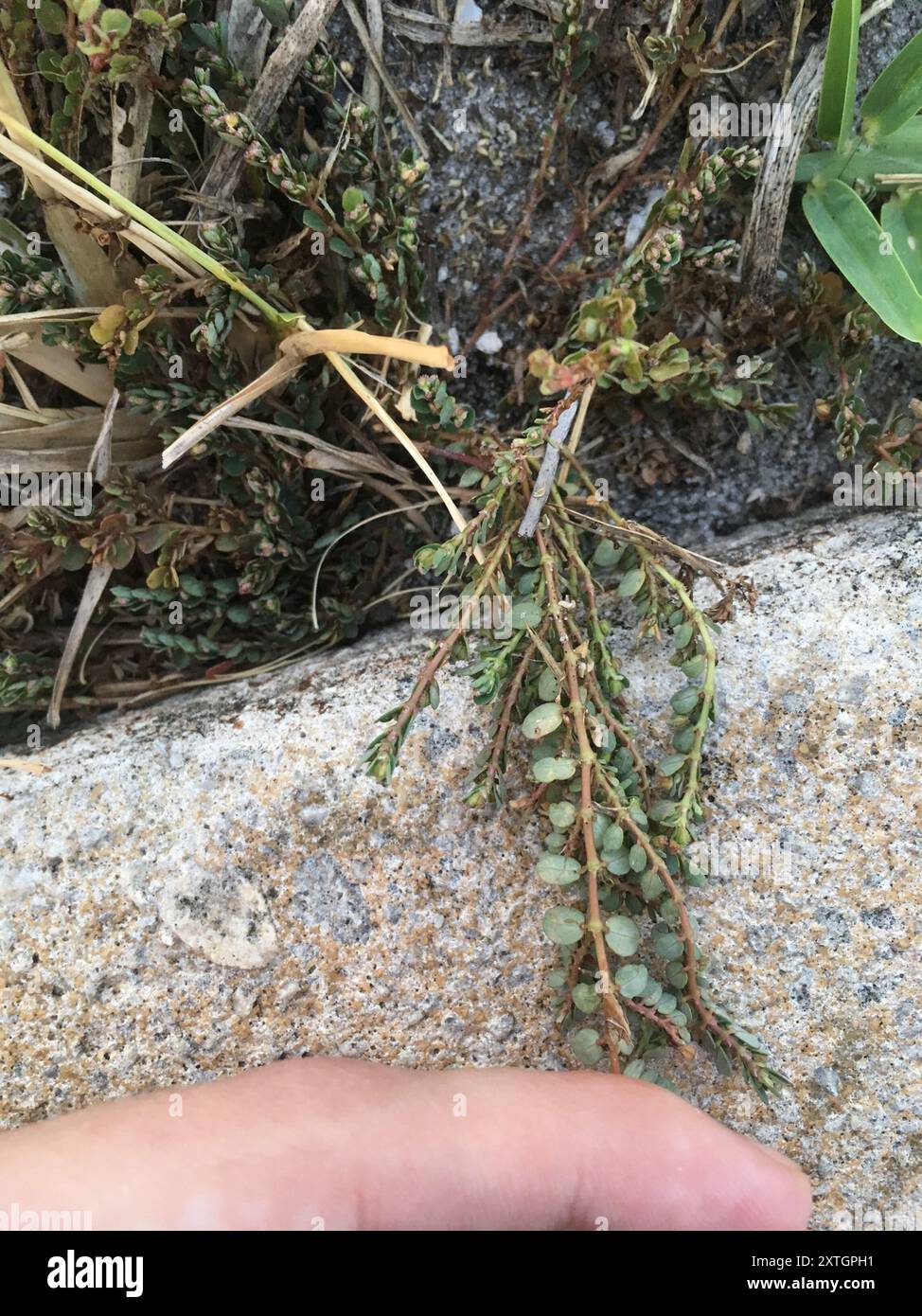 prostrate sandmat (Euphorbia prostrata) Plantae Stock Photo - Alamy