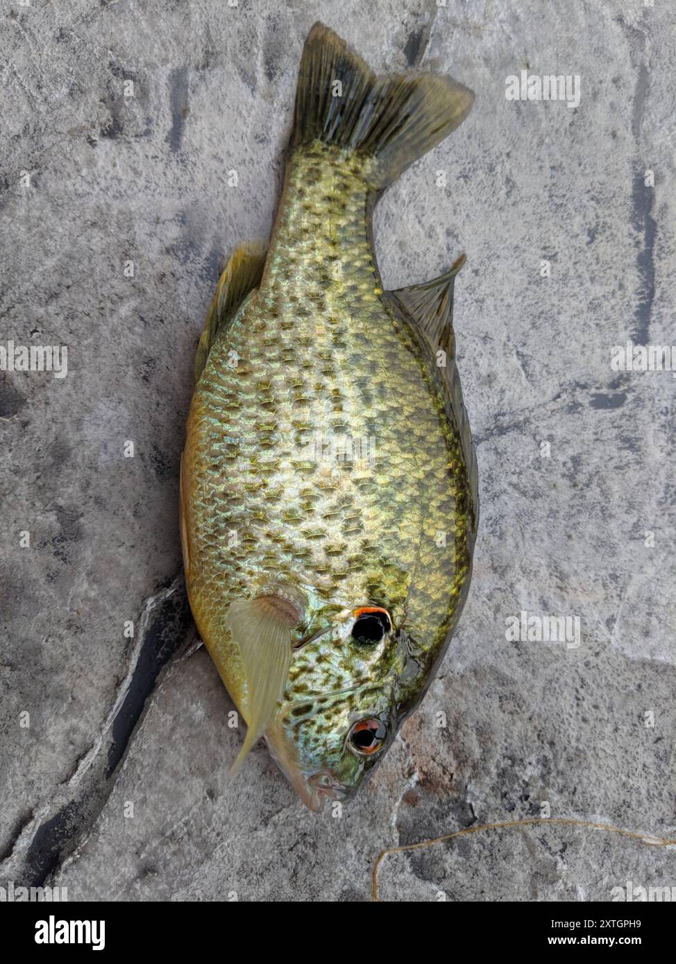 Redear sunfish hi-res stock photography and images - Alamy