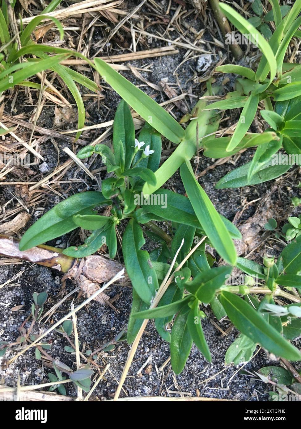 Old World Diamond Flower (Oldenlandia corymbosa) Plantae Stock Photo ...