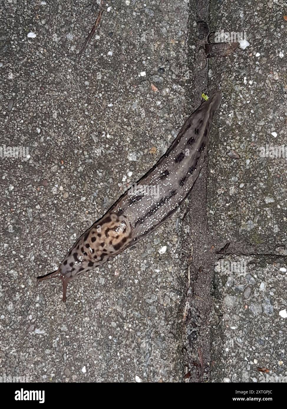 Leopard Slug (Limax maximus) Mollusca Stock Photo - Alamy