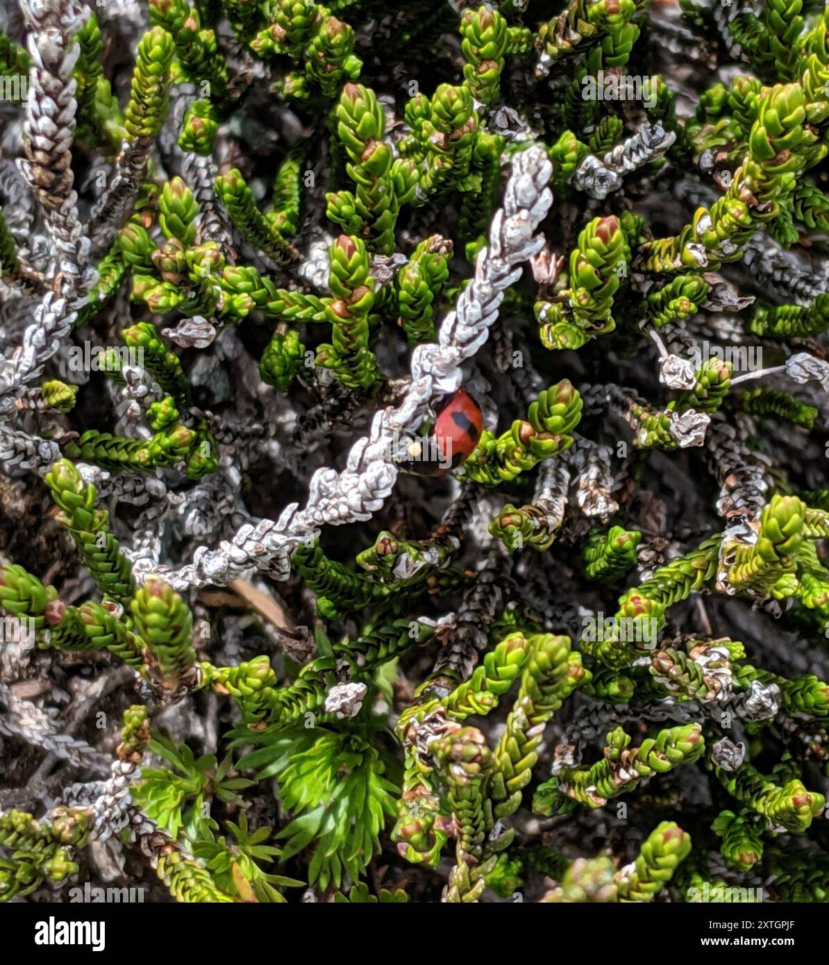 Mountain Lady Beetle (Coccinella monticola) Insecta Stock Photo - Alamy