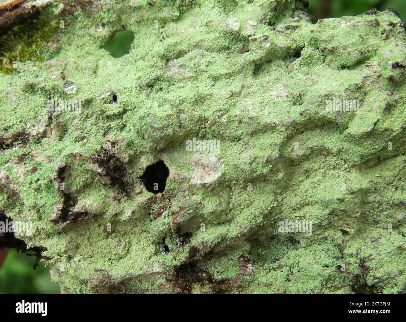 Fluffy Dust Lichen (Lepraria finkii) Fungi Stock Photo - Alamy
