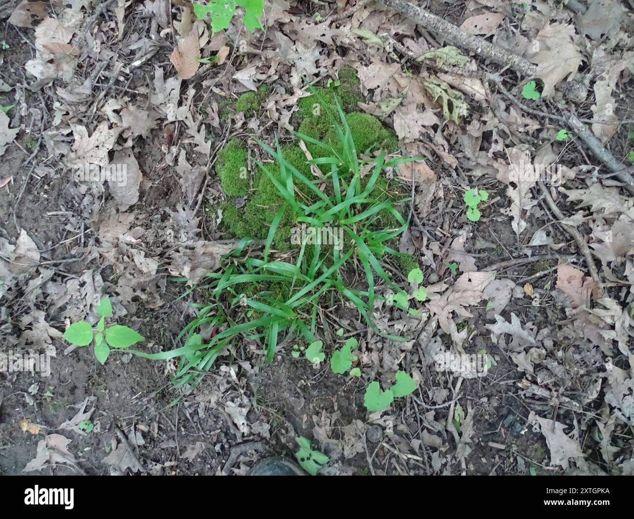 hairy woodrush (Luzula acuminata) Plantae Stock Photo - Alamy