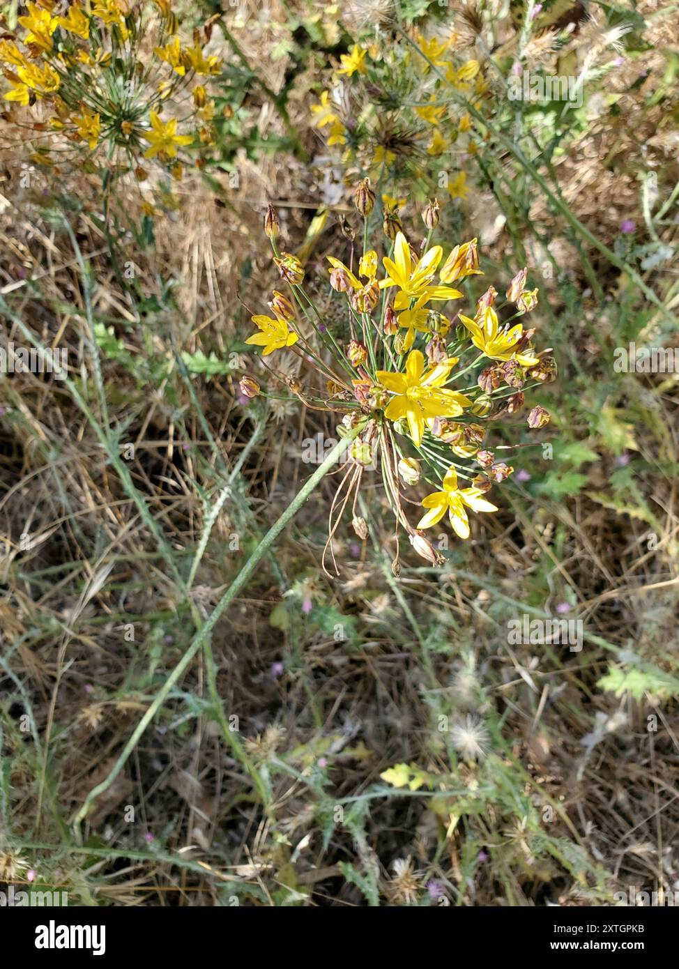 goldenstar (Bloomeria crocea) Plantae Stock Photo - Alamy