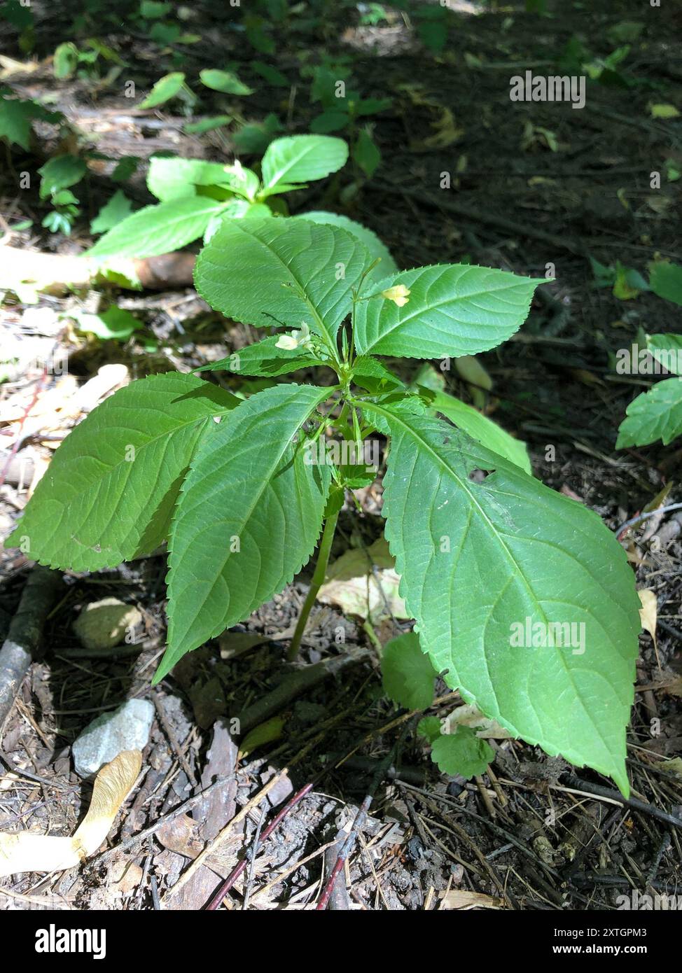 small balsam (Impatiens parviflora) Plantae Stock Photo - Alamy