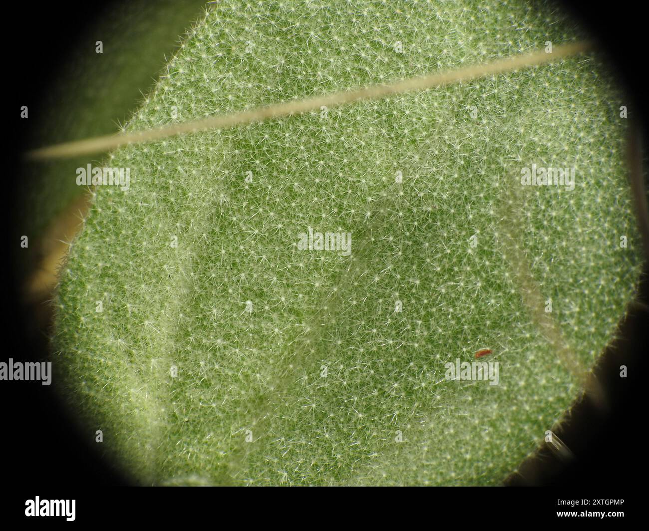 turkey mullein (Croton setiger) Plantae Stock Photo - Alamy