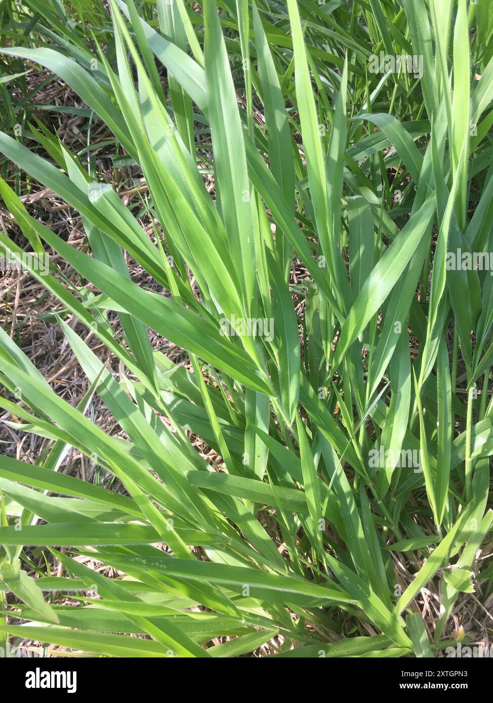 grasses (Poaceae) Plantae Stock Photo - Alamy