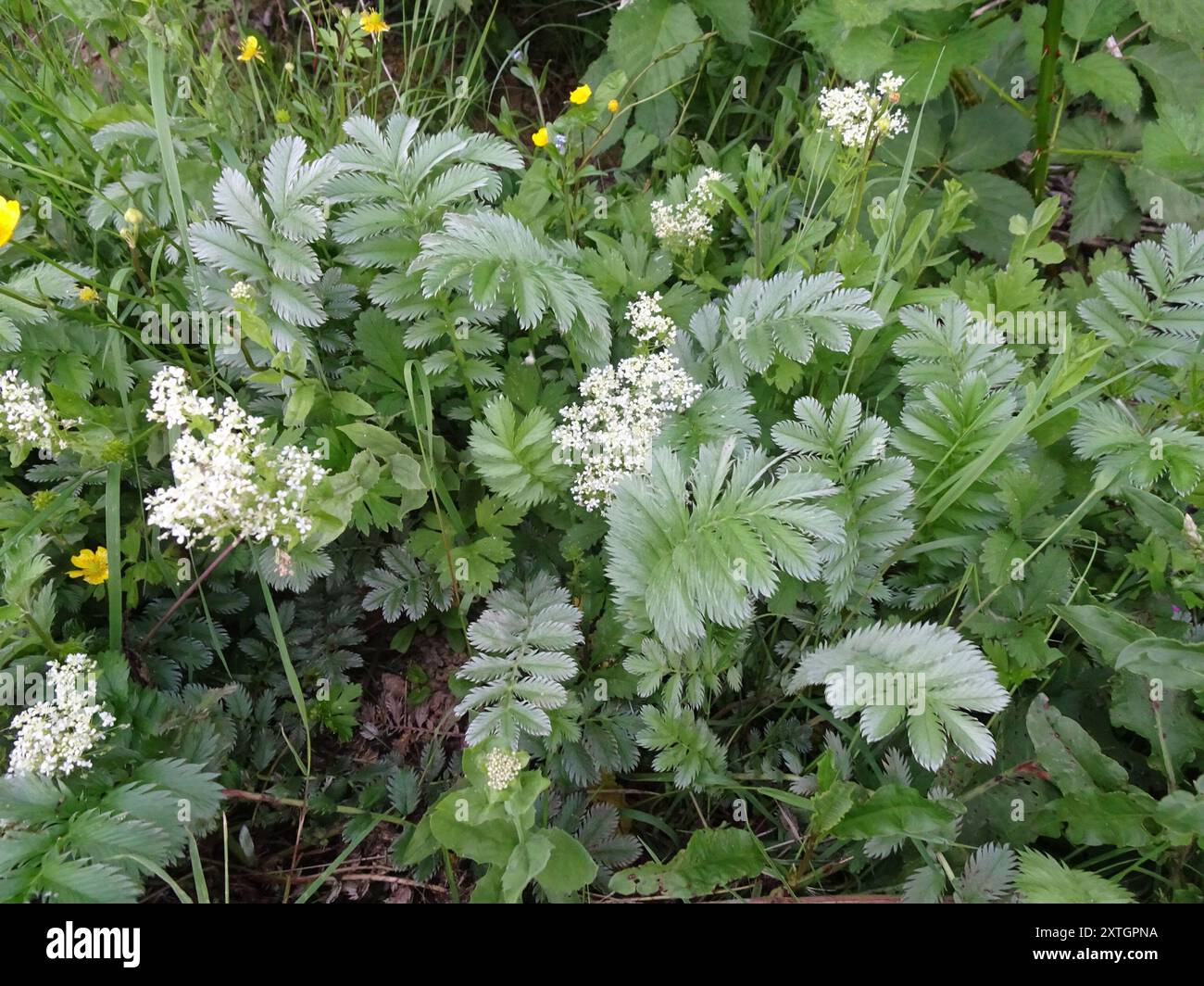 common silverweed (Argentina anserina) Plantae Stock Photo - Alamy
