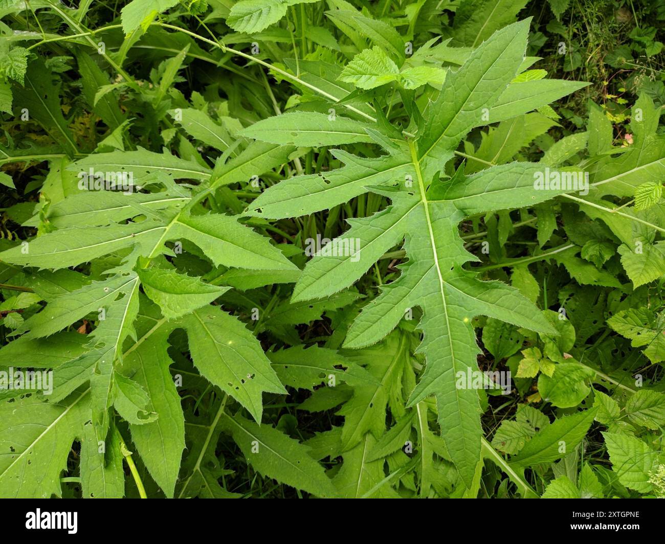 Cabbage Thistle (Cirsium oleraceum) Plantae Stock Photo - Alamy