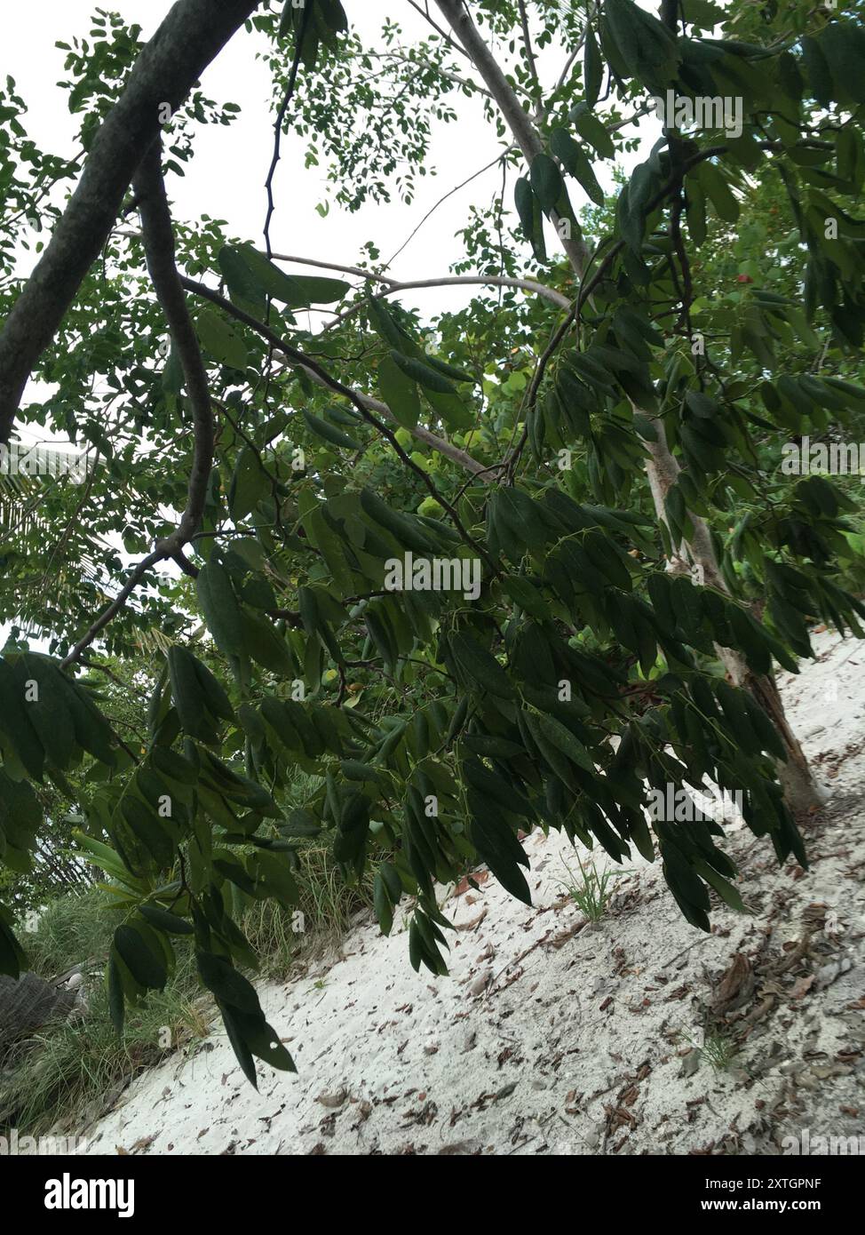 Jamaican dogwood (Piscidia piscipula) Plantae Stock Photo - Alamy