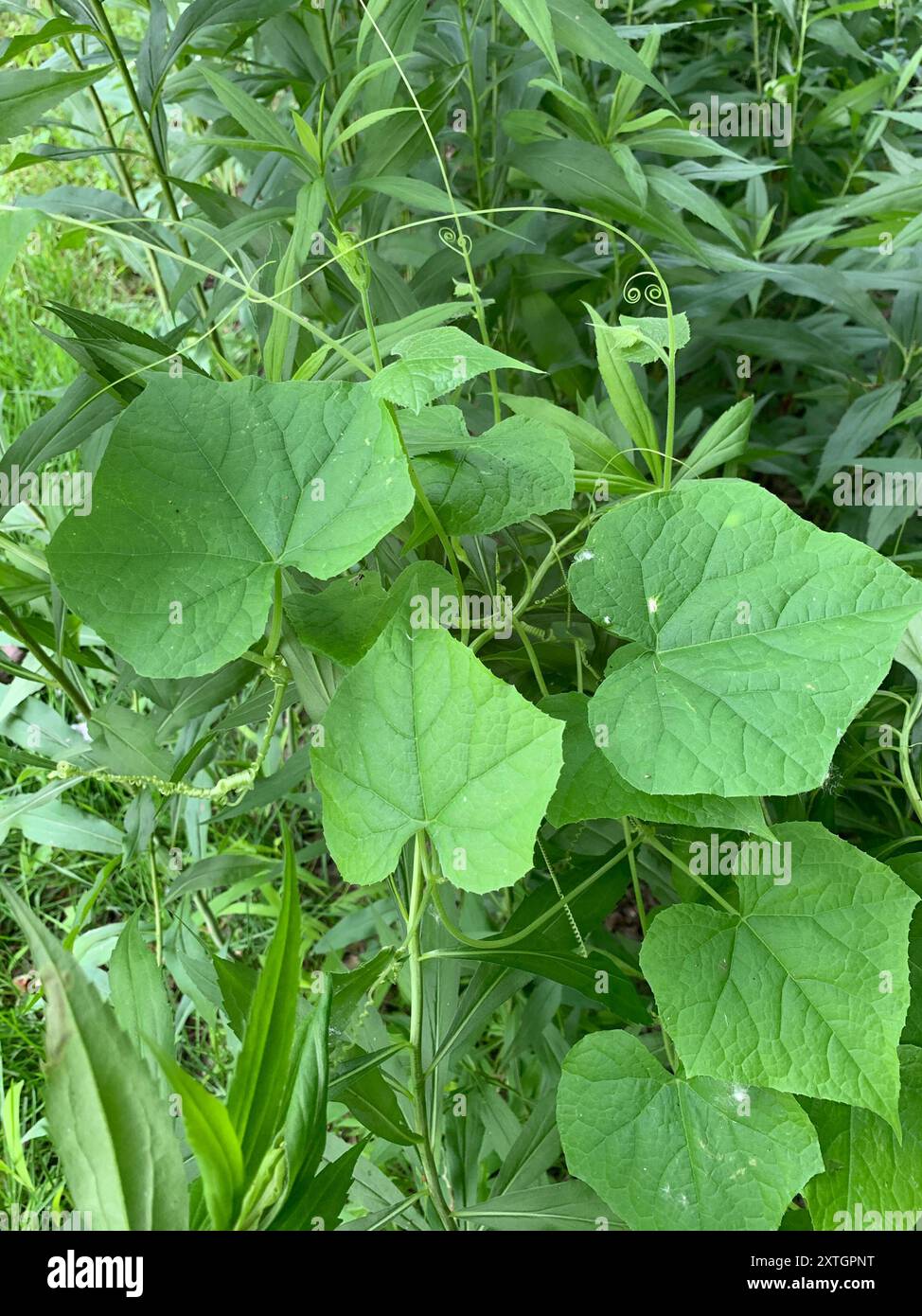 Oneseed Bur Cucumber (Sicyos angulatus) Plantae Stock Photo - Alamy