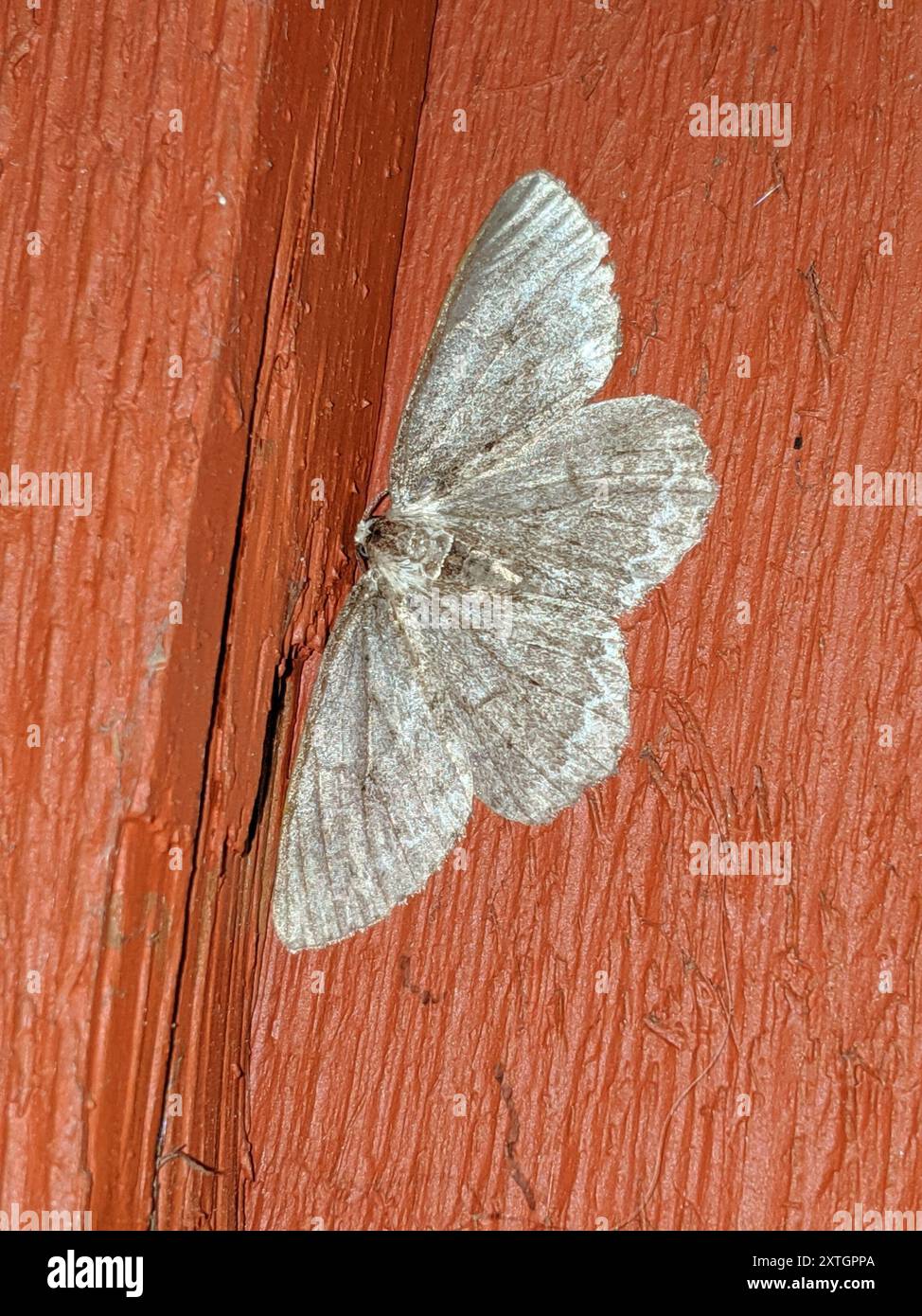 Small Engrailed (Ectropis crepuscularia) Insecta Stock Photo - Alamy