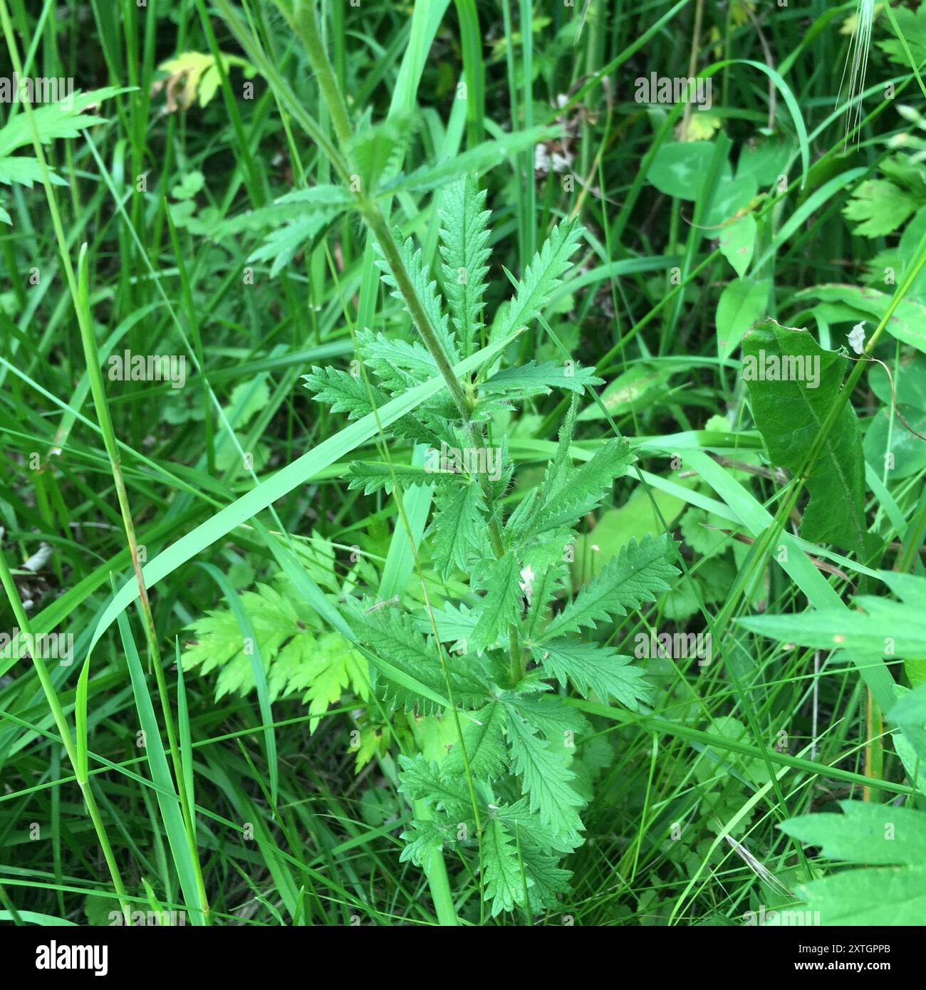 sulphur cinquefoil (Potentilla recta) Plantae Stock Photo - Alamy