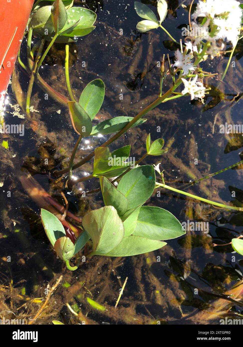 Bogbean (Menyanthes trifoliata) Plantae Stock Photo - Alamy