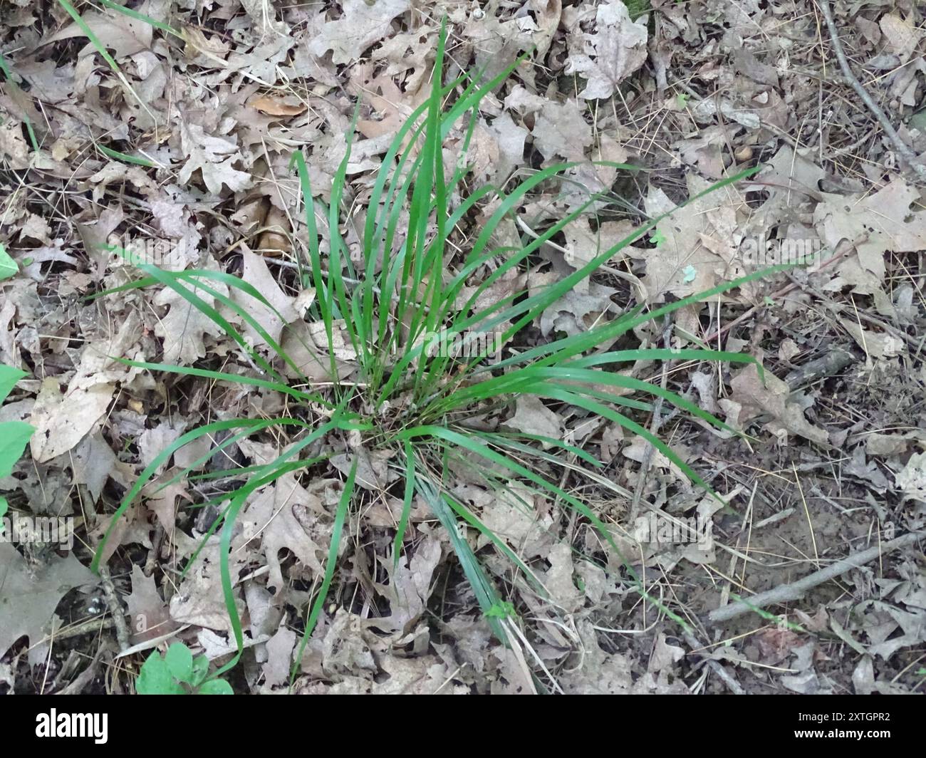 White-grained Mountain-ricegrass (Oryzopsis asperifolia) Plantae Stock ...