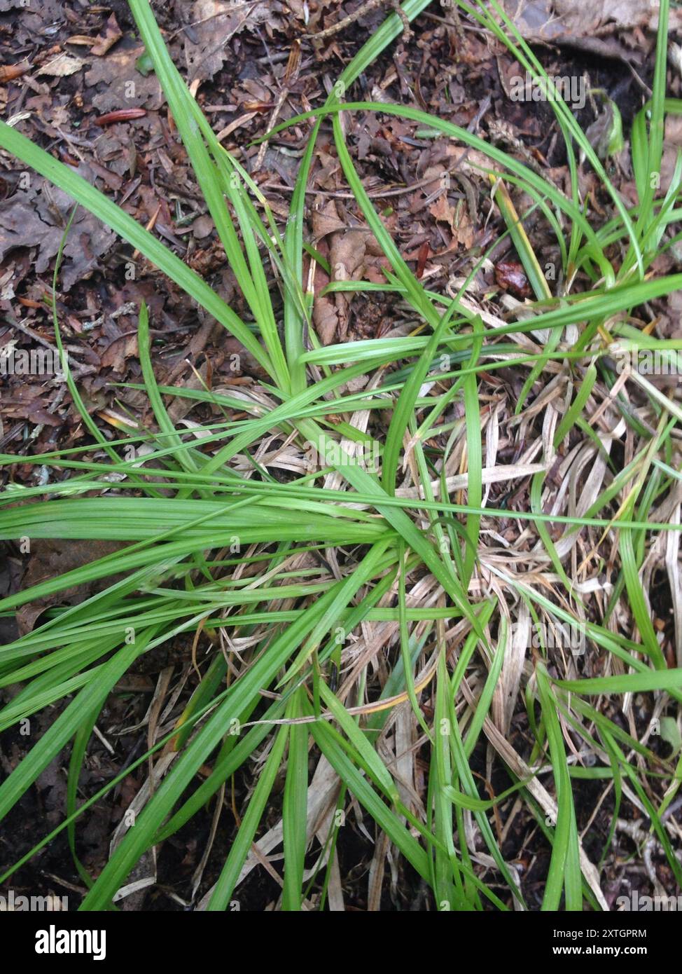 true sedges (Carex) Plantae Stock Photo - Alamy